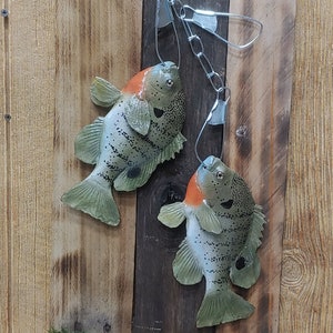 Bluegill Reproduction Stringer Mount Taxidermy Fishing Cabin Panfish - Etsy