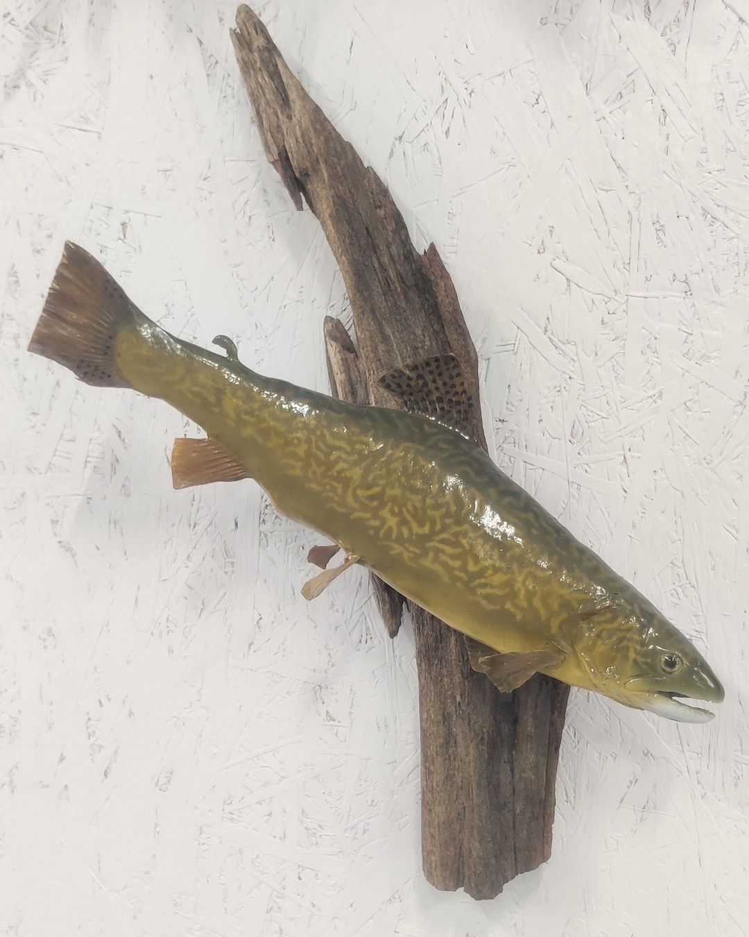 Tiger Trout Real Skin Mount Taxidermy Cabin Fishing Trophy - Etsy