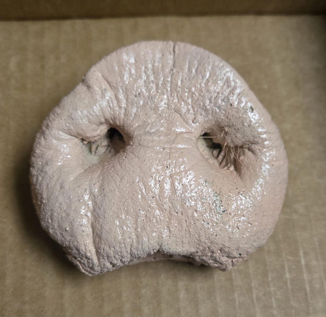 Wild Boar Nose Cast Hog Taxidermy Pig Reproduction Detailed Oddity ...