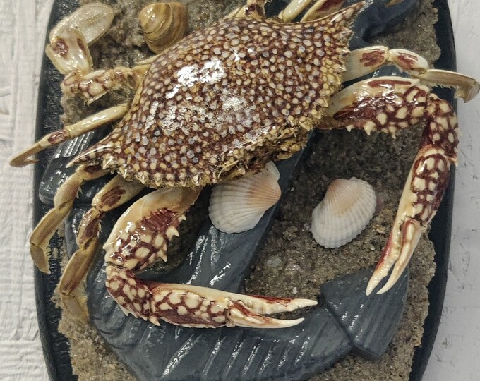 Speckled Crab Taxidermy Aquatic Life Saltwater Fishing Beach Decor ...
