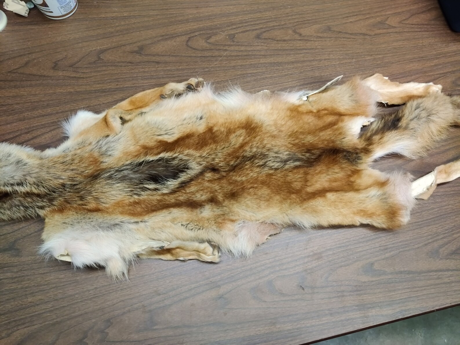 Coyote Skin Dry Tanned Taxidermy Wall Hanger Trophy Room Cabin - Etsy