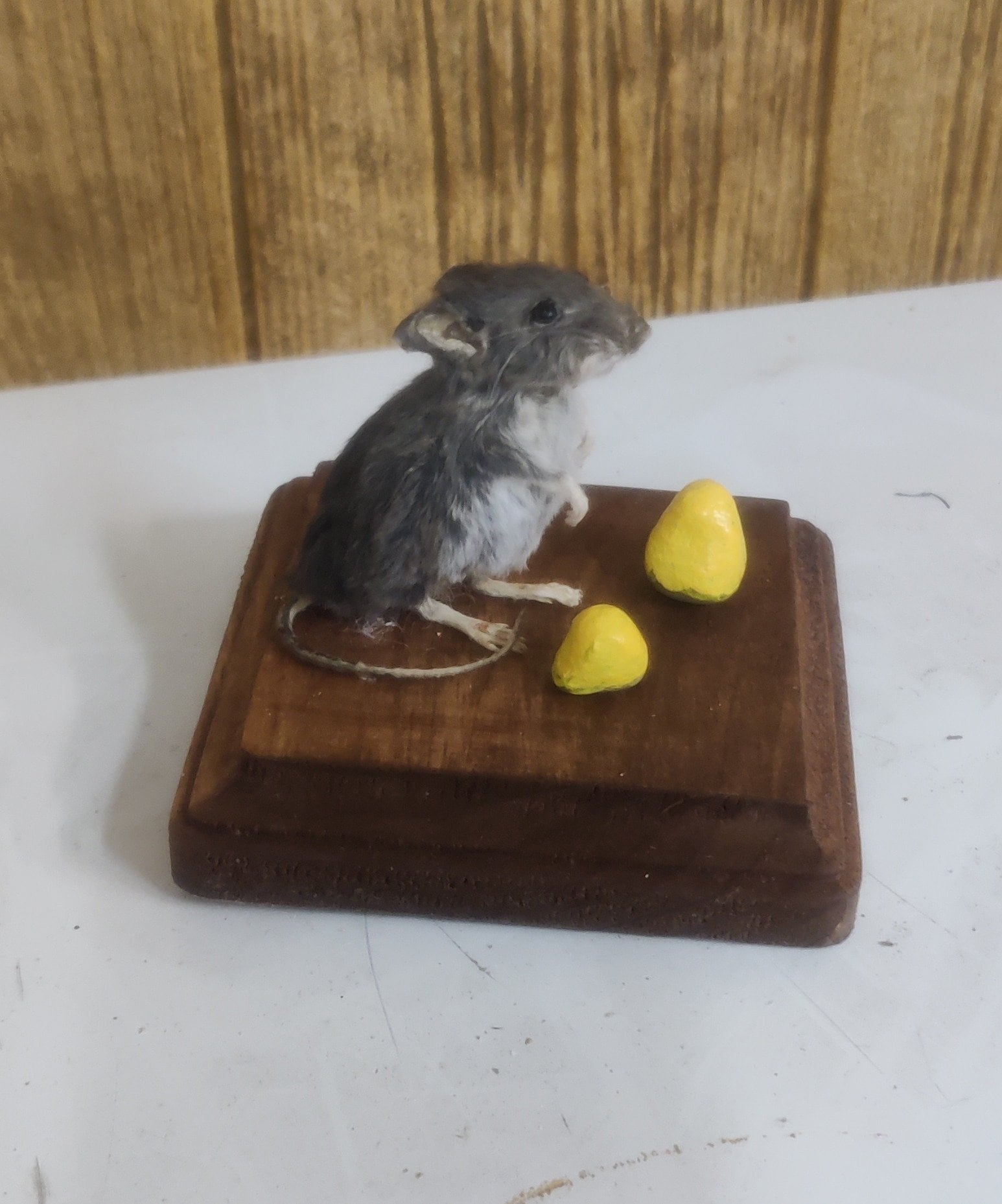 Freeze Dried Mouse Taxidermy Novelty Trophy Room Mice - Etsy