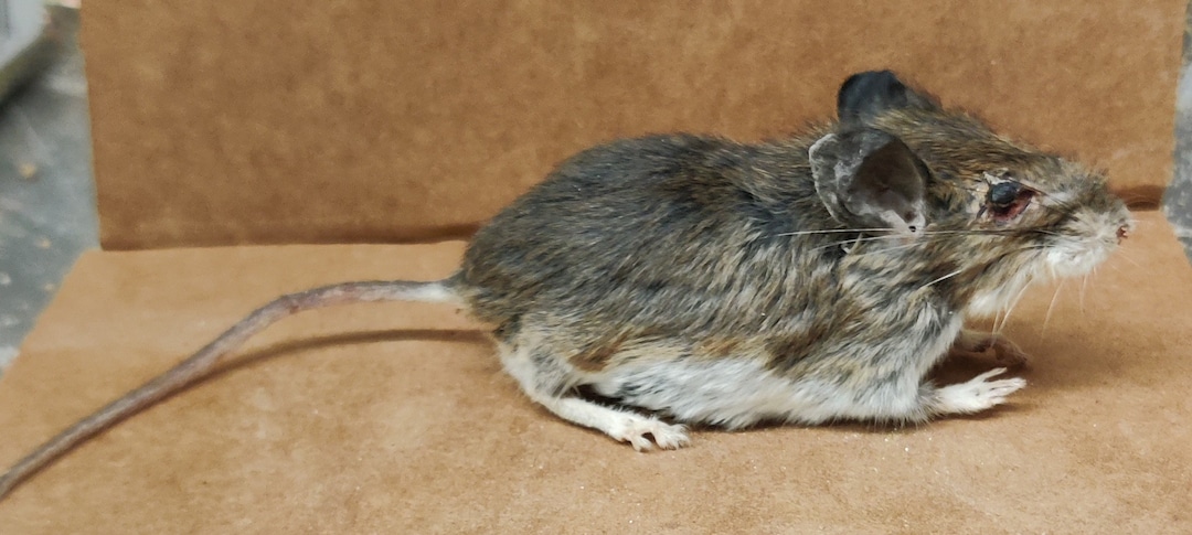 Mouse Freeze Dried Taxidermy Standing Running Prop Halloween Oddities ...