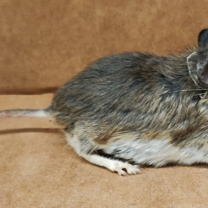 Taxidermy Rat - Etsy