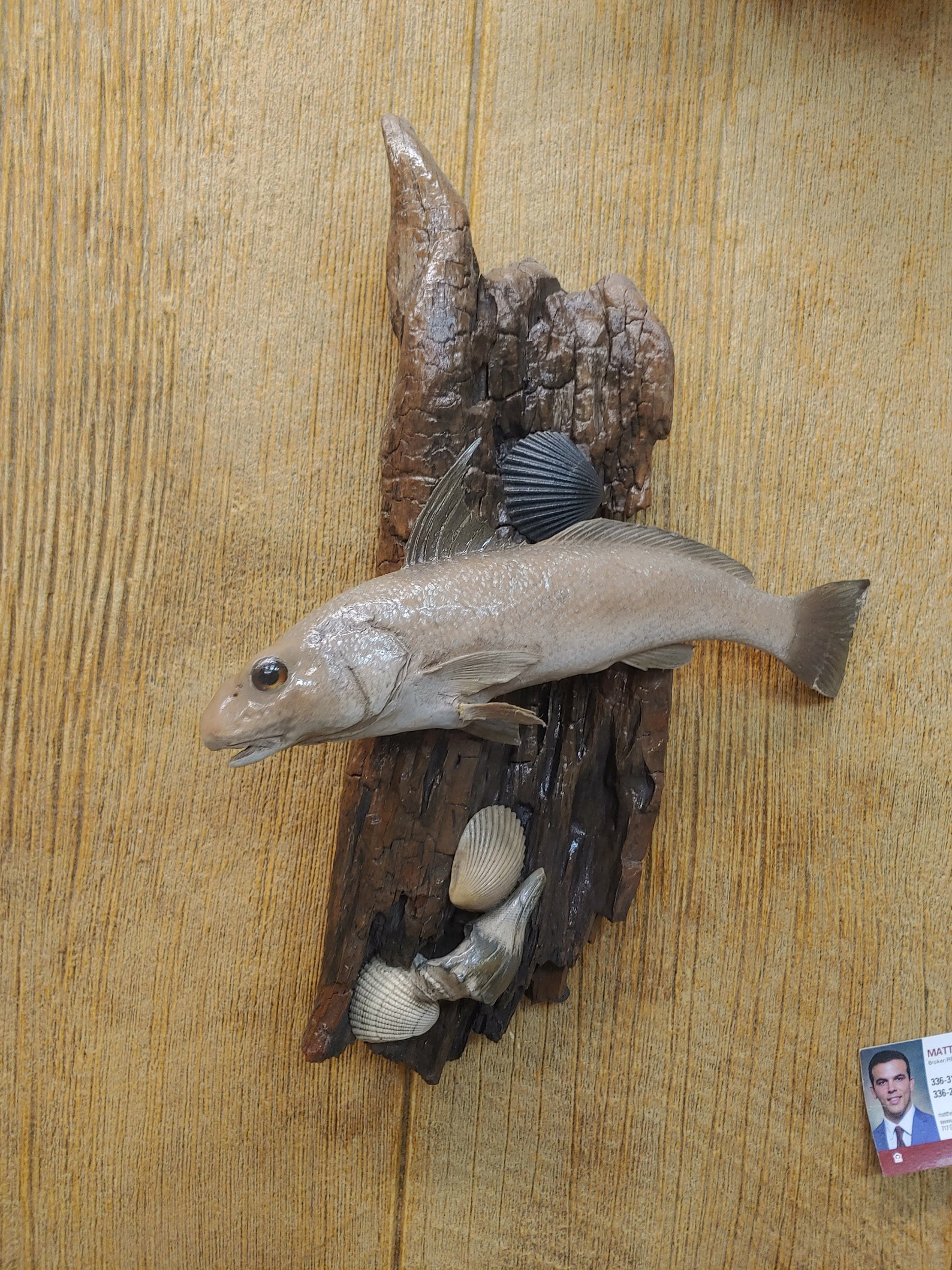 Virginia Mullet Whiting Fish Mount Taxidermy Saltwater Ocean - Etsy