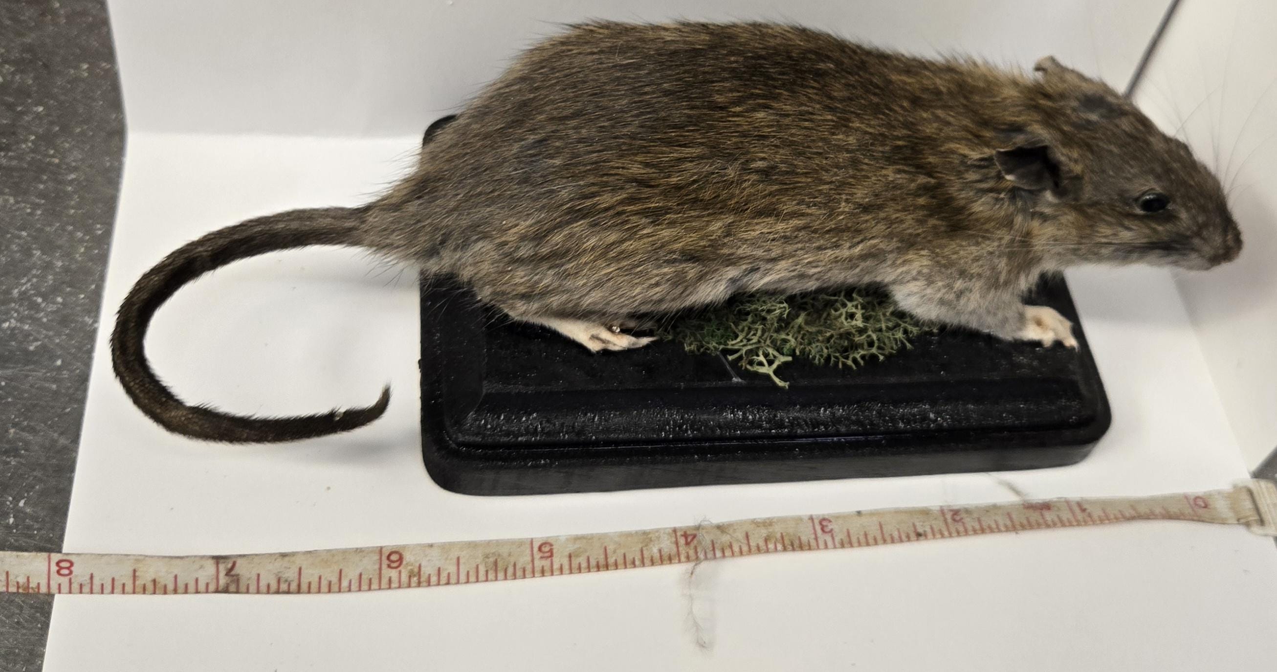 Rat Freeze Dried Taxidermy Vermin Rodent Halloween Mount Decor - Etsy