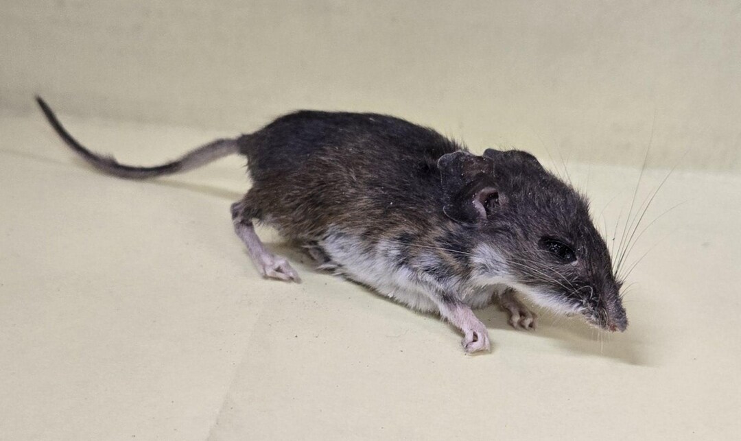 Freeze Dried Mouse Taxidermy Oddities Prop Halloween Cabin Decor - Etsy