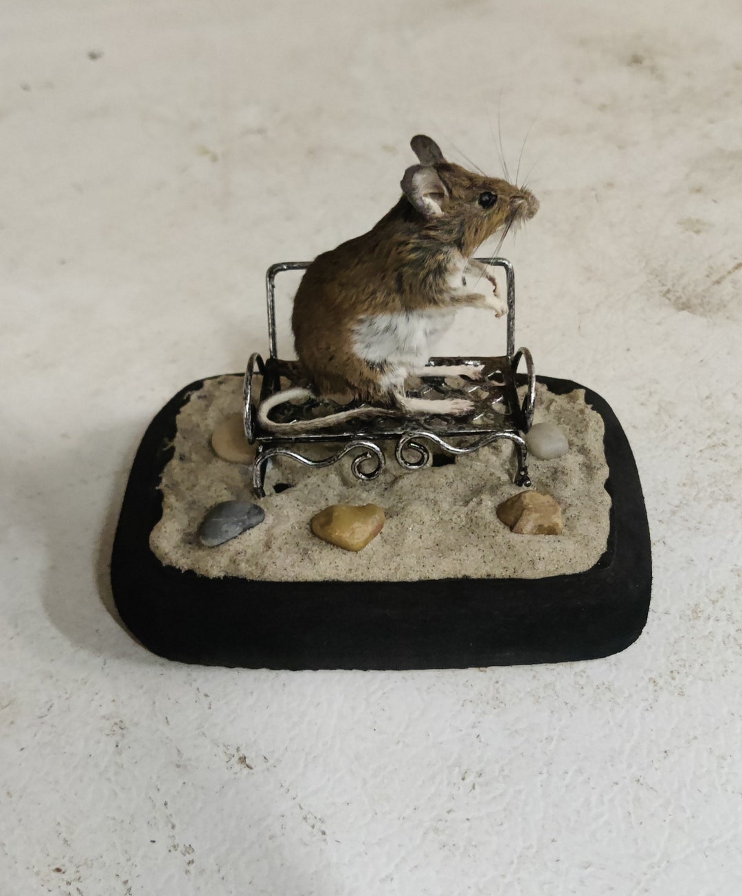 Real Mouse Freeze Dried Taxidermy Cabin Decor Outdoors Mount - Etsy