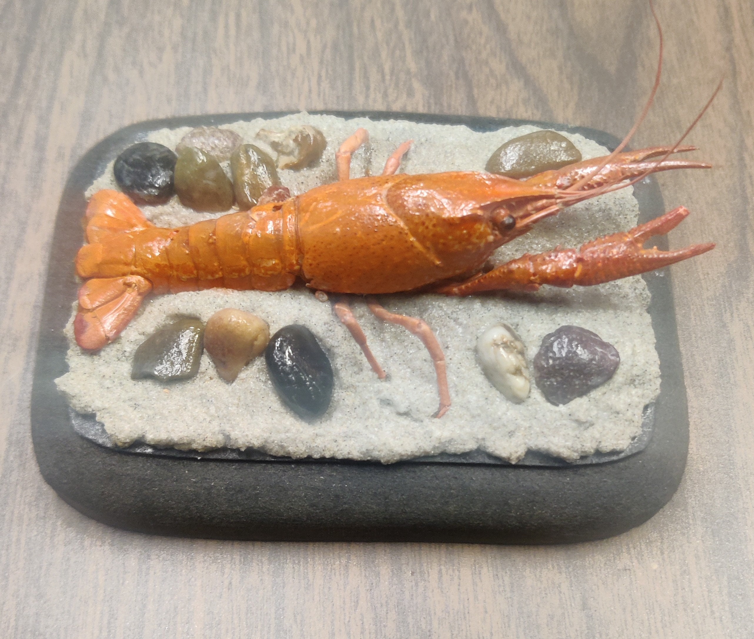 Crawfish Real Taxidermy Crayfish Freeze Dried Fishing Outdoors - Etsy