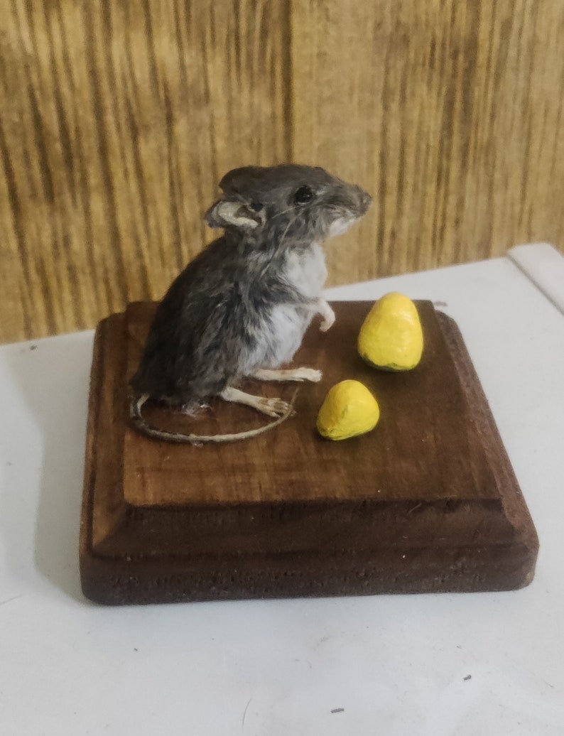 Freeze Dried Mouse Taxidermy Novelty Trophy Room Mice - Etsy