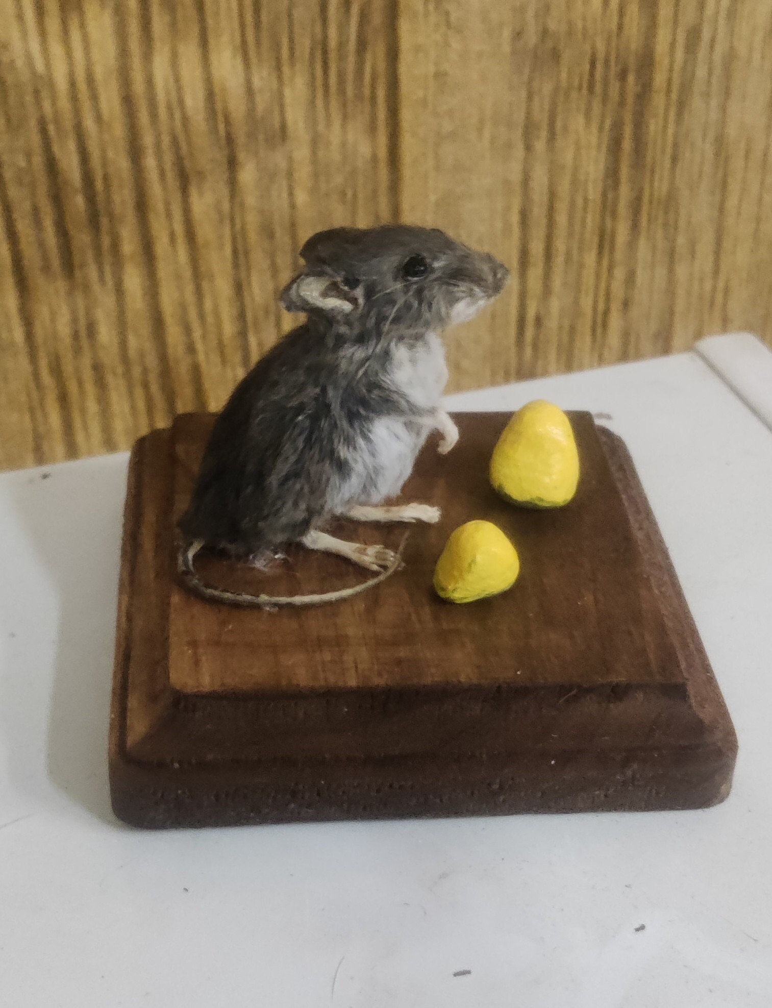 Freeze Dried Mouse Taxidermy Novelty Trophy Room Mice - Etsy
