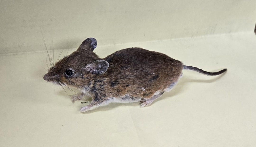 Freeze Dried Mouse Taxidermy Standing Running Oddity Prop Halloween ...