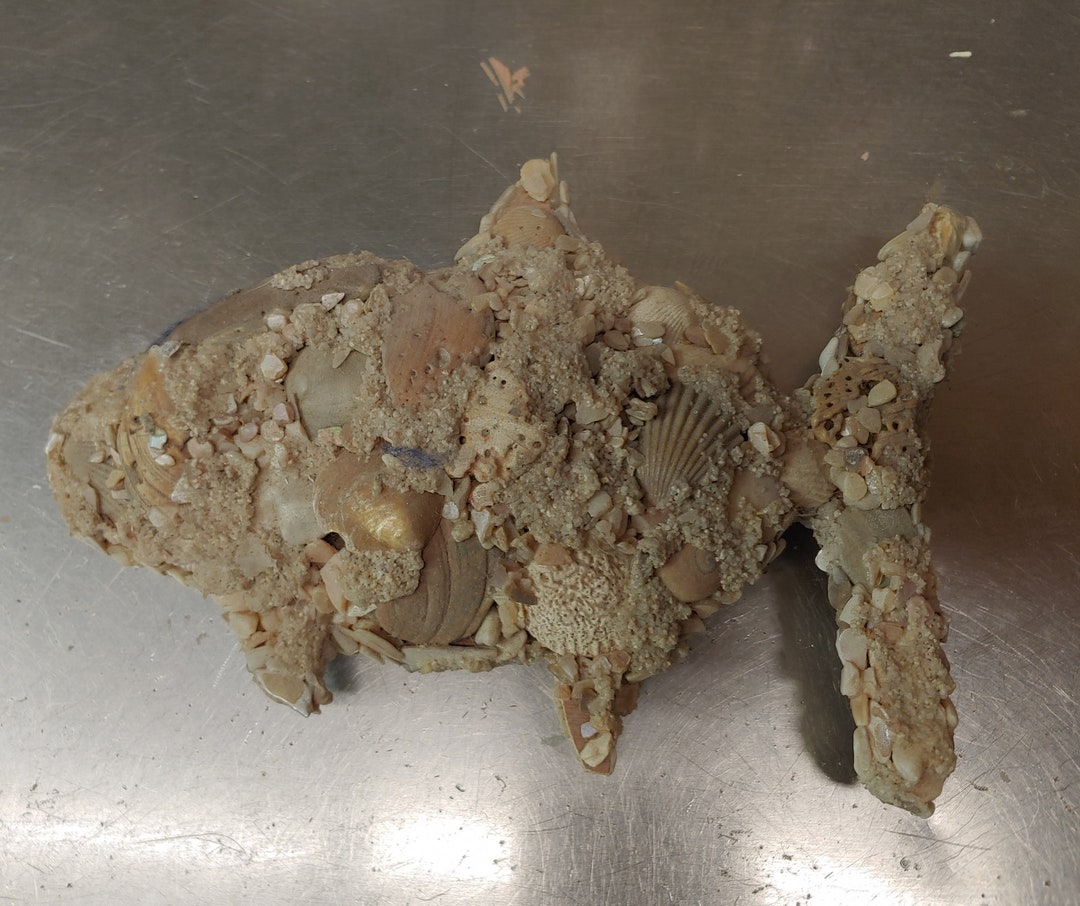 Pompano Sea Shell Fish Art Fishing Ocean Aquatic - Etsy