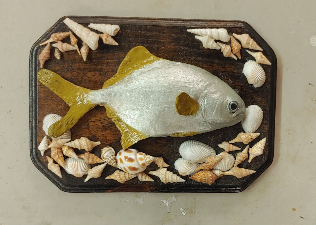Pompano Wall Mount Taxidermy Reproduction Seashells Beach House Fishing ...