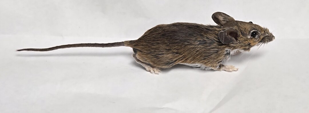 Freeze Dried Mouse Taxidermy Mount Prop Halloween Oddity Decor Cabin - Etsy