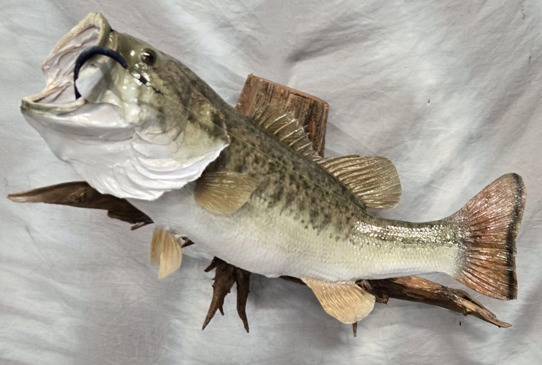 Largemouth Bass Skin Mount Large Fishing Taxidermy Trophy Fish ...