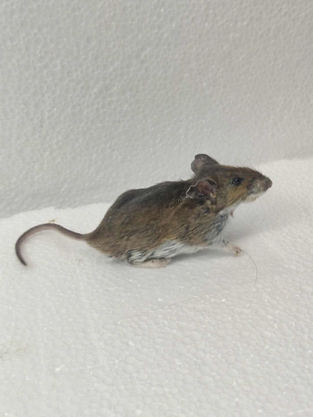 Mouse Taxidermy Freeze Dried Prop Mount Vermin Halloween - Etsy