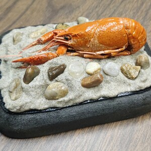 Crawfish Taxidermy Fishing Crayfish Mount Outdoors Cabin Decor - Etsy