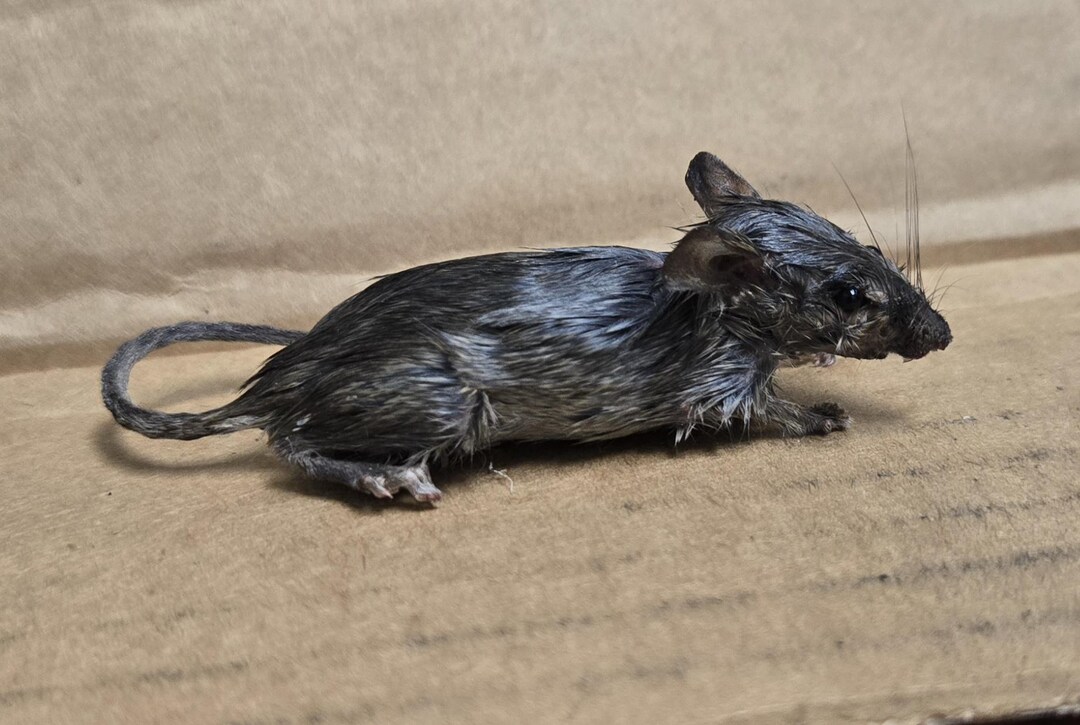 Mouse Freeze Dried Taxidermy Oddity Prop Vermin Halloween Prank Mount ...