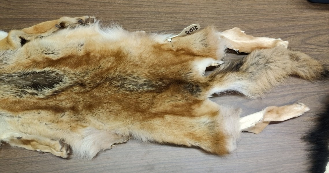 Coyote Skin Dry Tanned Taxidermy Wall Hanger Trophy Room Cabin - Etsy