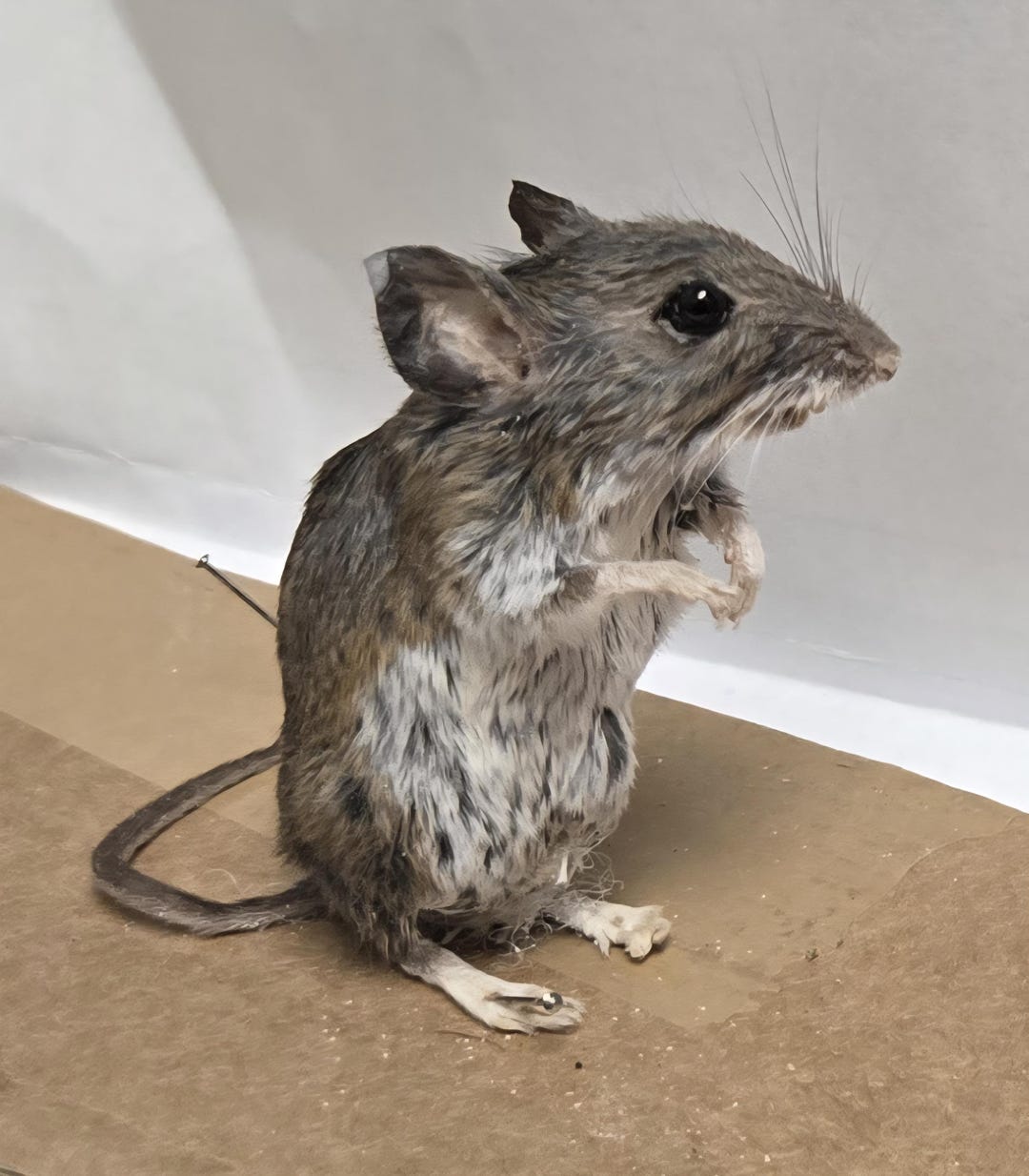 Mouse Freeze Dried Taxidermy Mount Rodent Production Prop Art Project ...