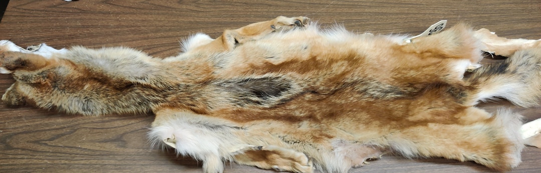 Coyote Skin Dry Tanned Taxidermy Wall Hanger Trophy Room Cabin - Etsy