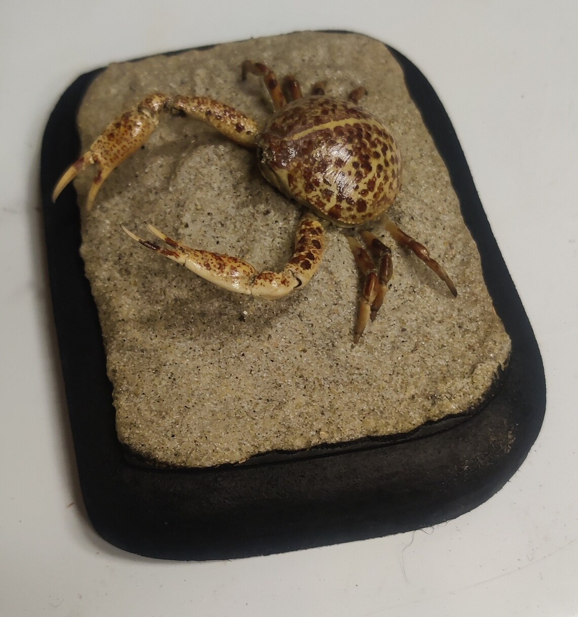 Mottled Purse Crab Taxidermy Unique Oddities Fishing Outdoors Mount ...