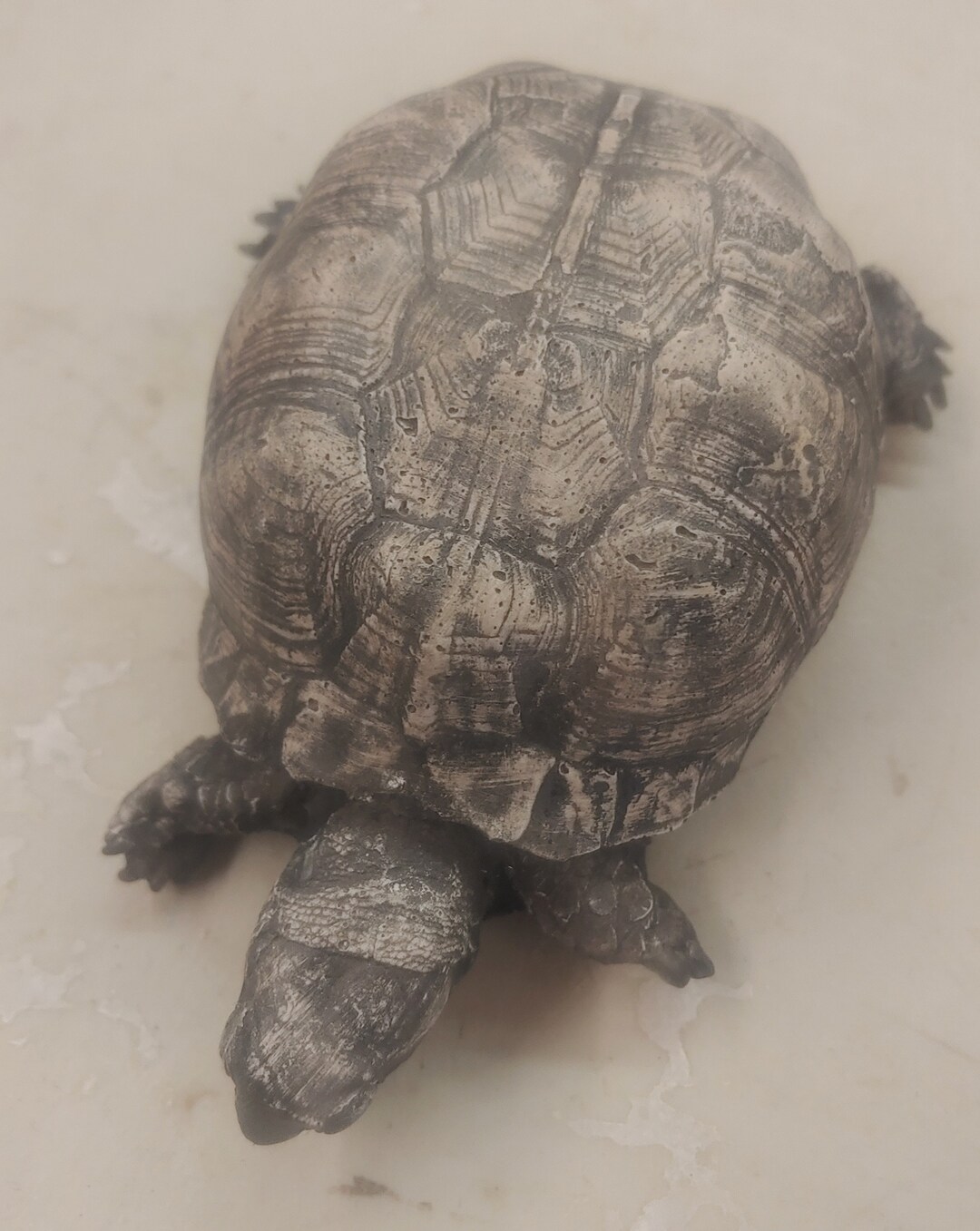 Reproduction Box Turtle Taxidermy Cabin Trophy Room Decor - Etsy