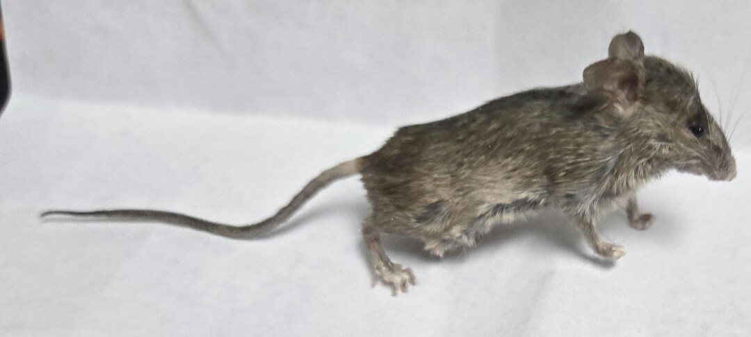 Mouse Freeze Dried Taxidermy Mount Novelty Oddity Art Home Decor Cabin ...