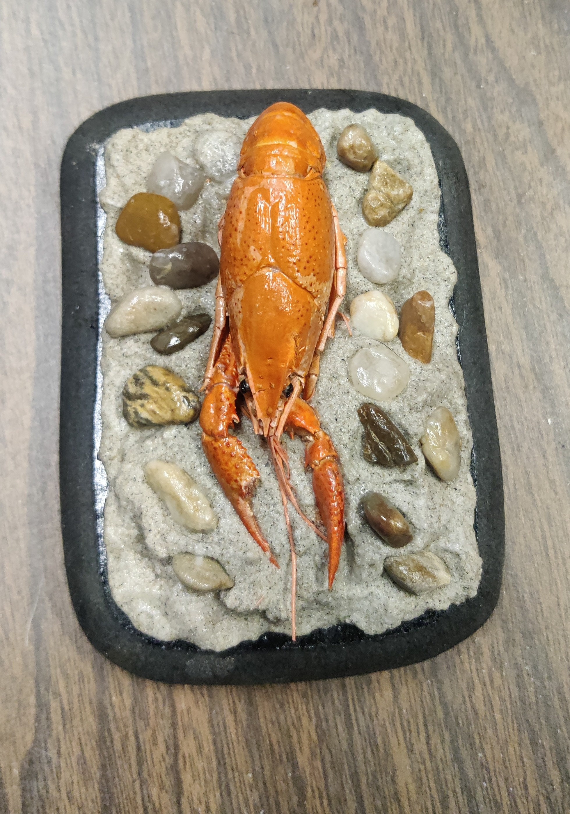 Crawfish Taxidermy Fishing Crayfish Mount Outdoors Cabin Decor - Etsy