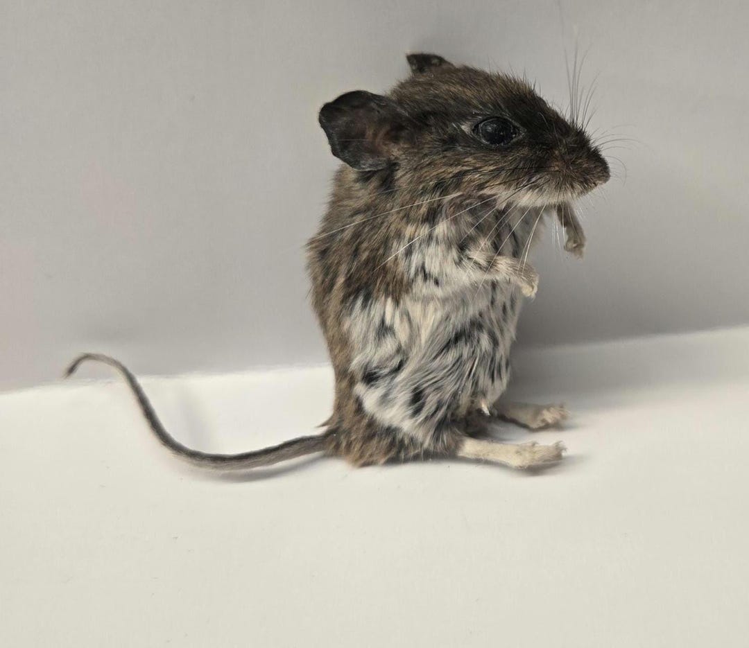 Mouse Freeze Dried Upright Standing Taxidermy Mount Oddity Halloween ...