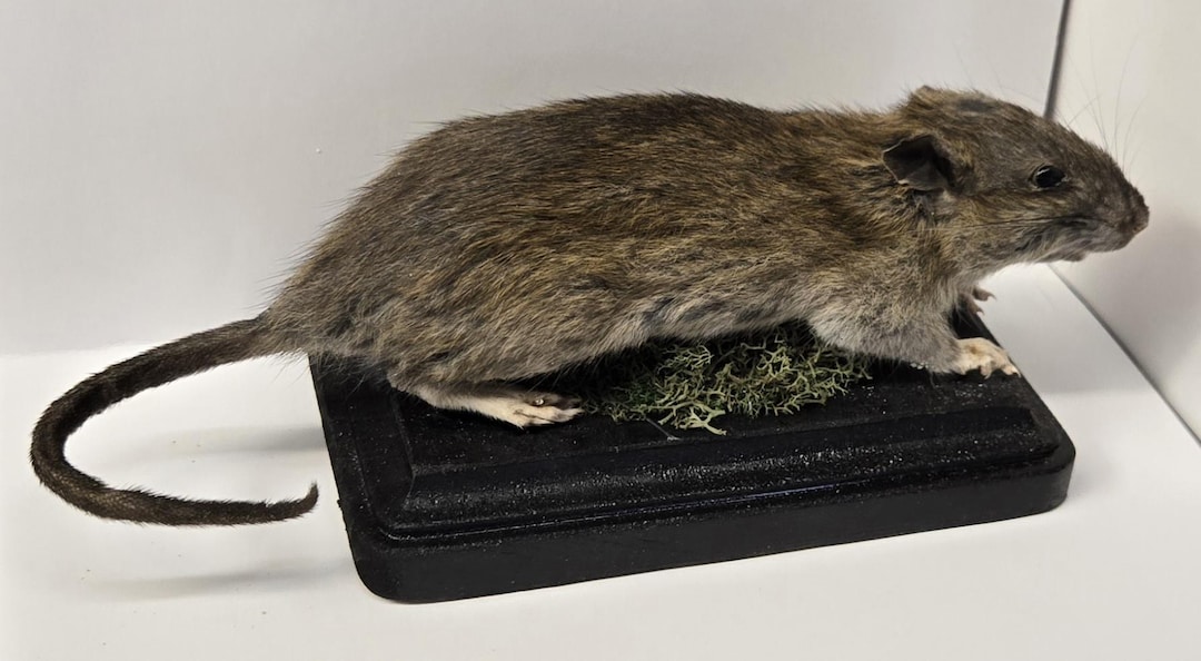 Rat Freeze Dried Taxidermy Vermin Rodent Halloween Mount Decor - Etsy