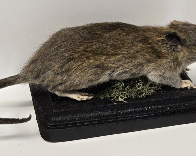 Rat Freeze Dried Taxidermy Vermin Rodent Halloween Mount Decor - Etsy