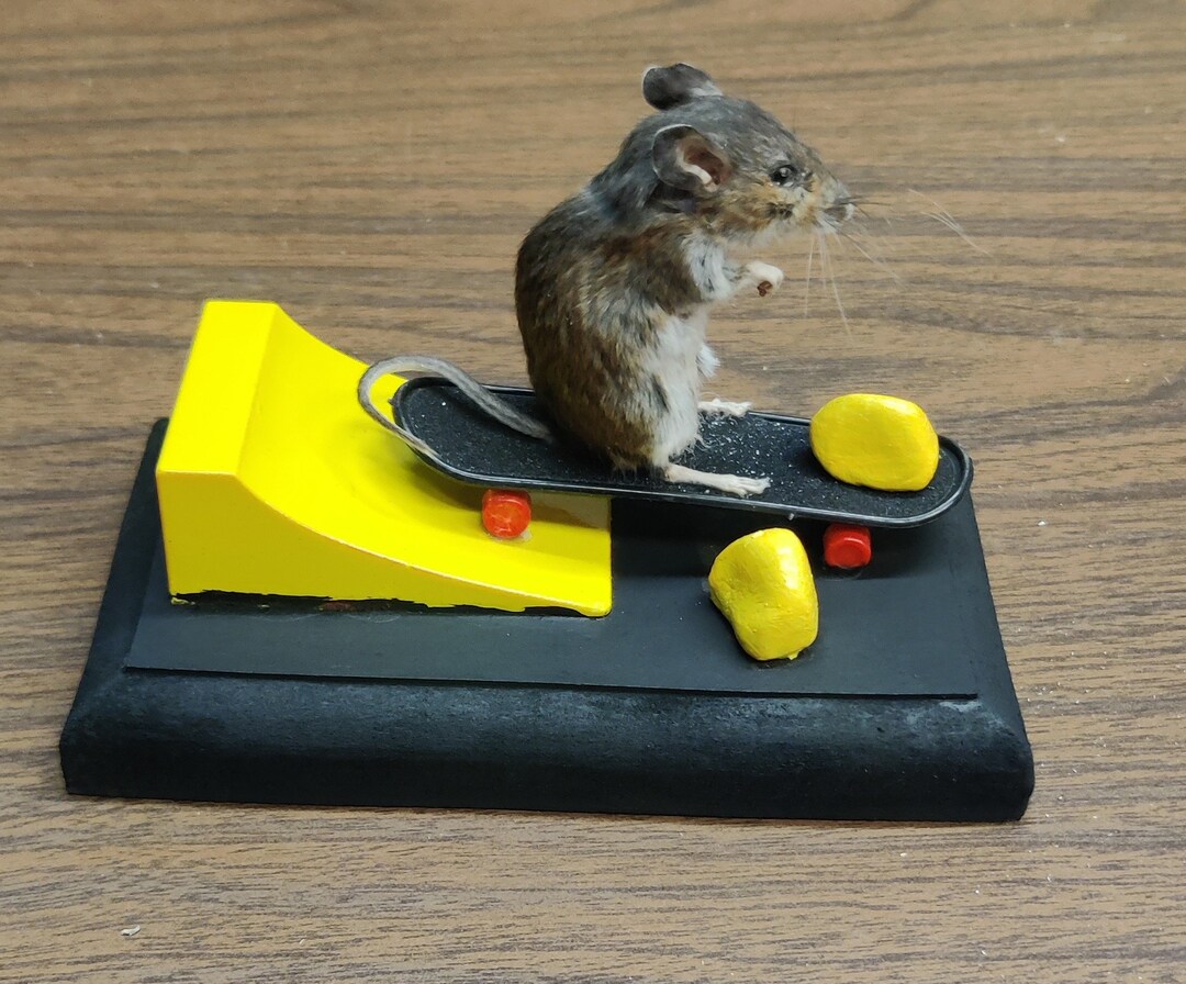 Mouse Freeze Dried Taxidermy Skateboarding Cabin Cheese Rodent Outdoors ...