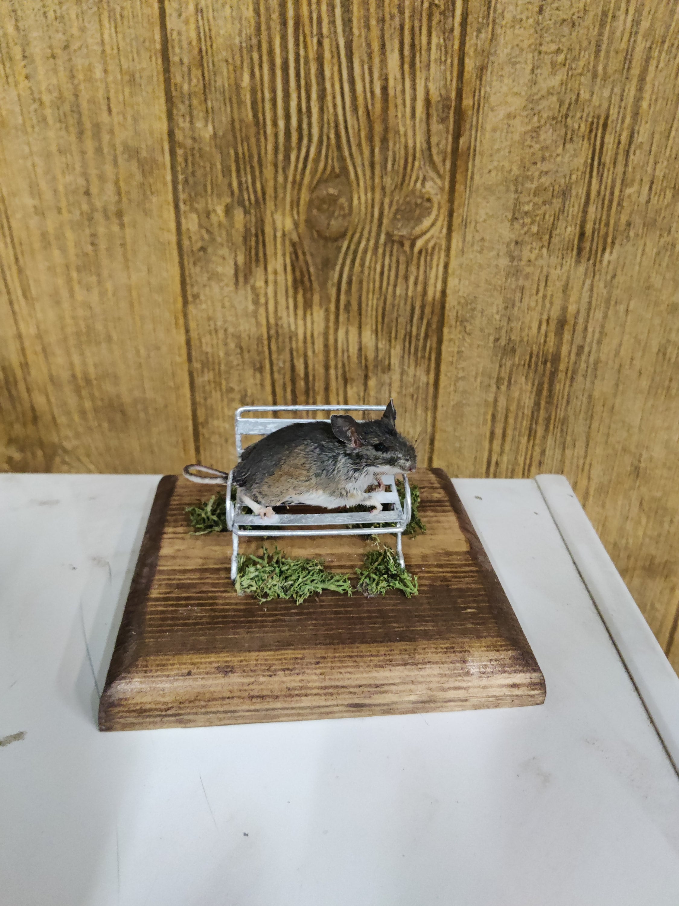 Mouse Taxidermy Freeze Dried Park Bench Cabin Decor Outdoors - Etsy