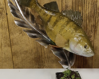 Yellow Perch Fish - Etsy