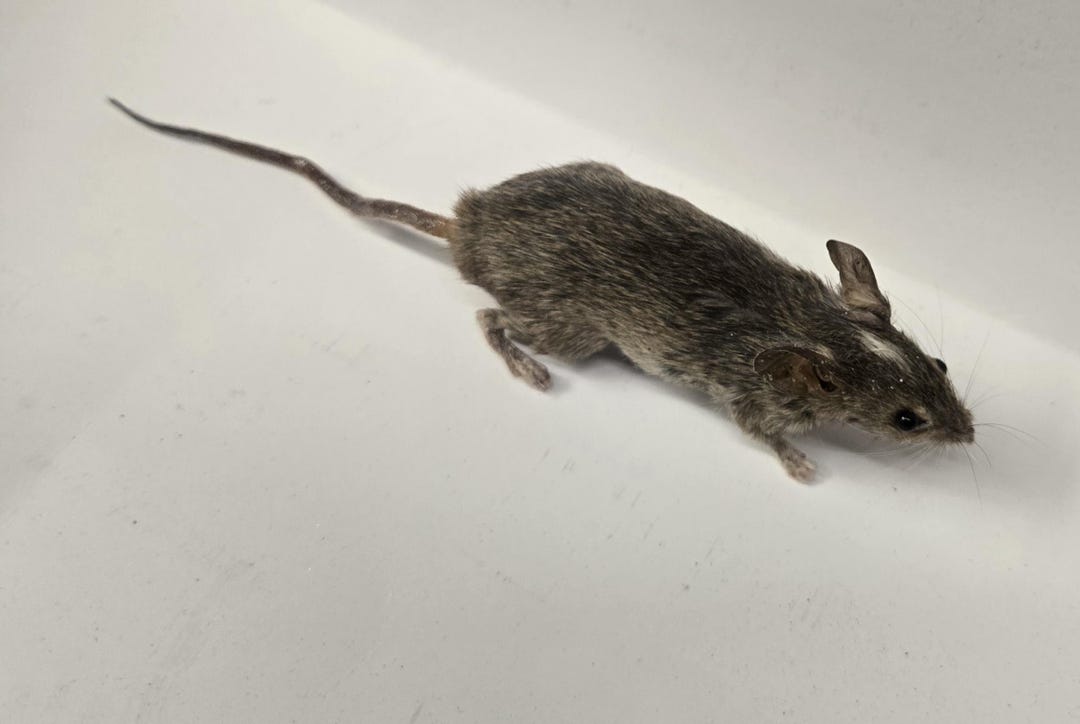 Freeze Dried Mouse Taxidermy Prop Mount Home Decor Halloween - Etsy