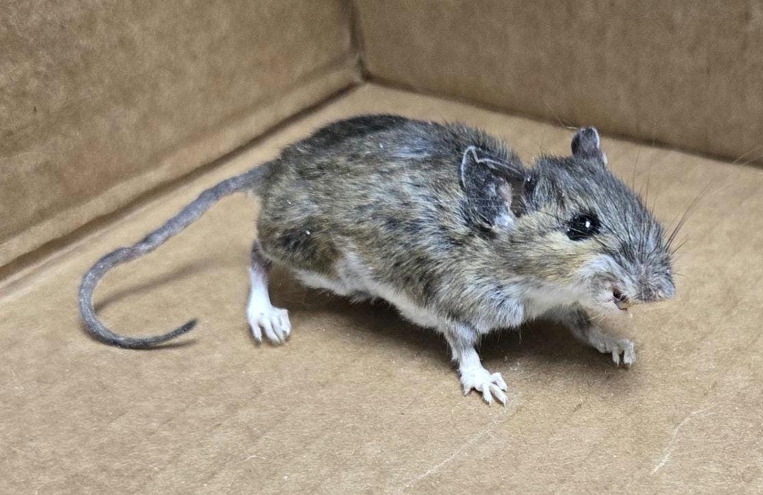 Mouse Freeze Dried Taxidermy Halloween Oddities Production Prop Home ...