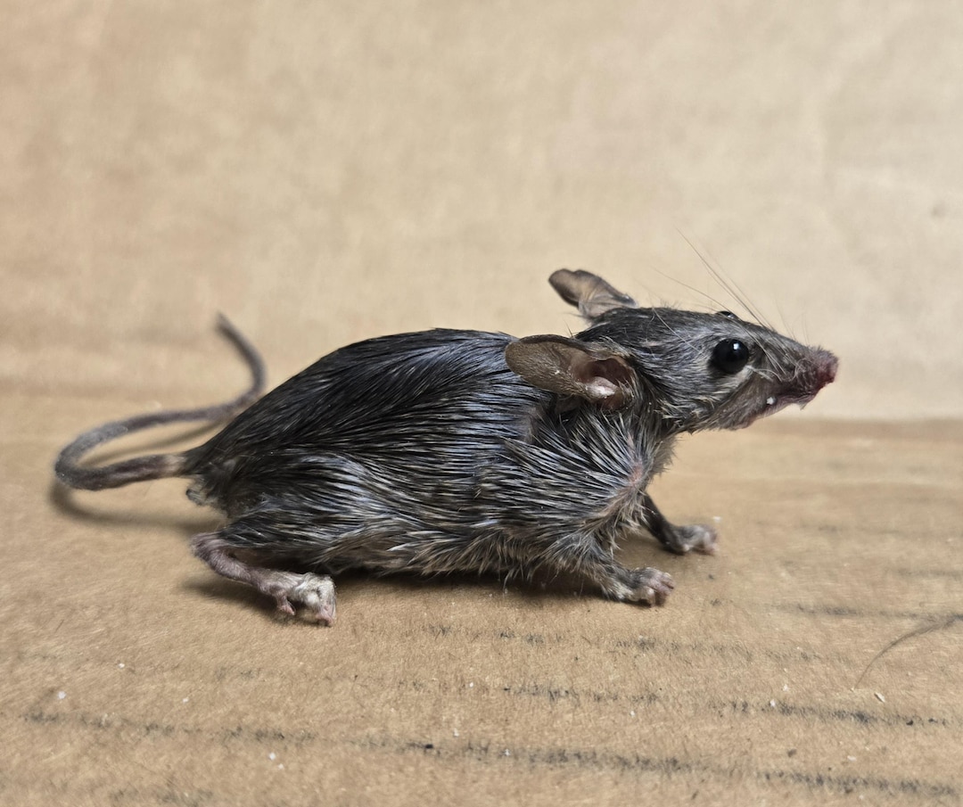 Mouse Freeze Dried Taxidermy Mount Oddity Halloween Decor Prop - Etsy