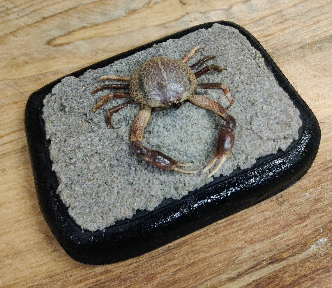 Mottled Purse Crab Taxidermy Fishing Mount Outdoors Decor Beach House ...