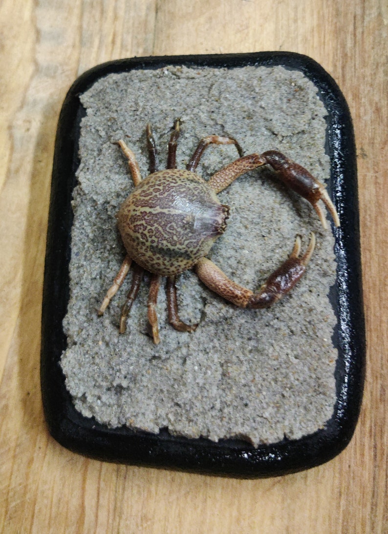 Mottled Purse Crab Taxidermy Fishing Mount Outdoors Decor Beach House ...