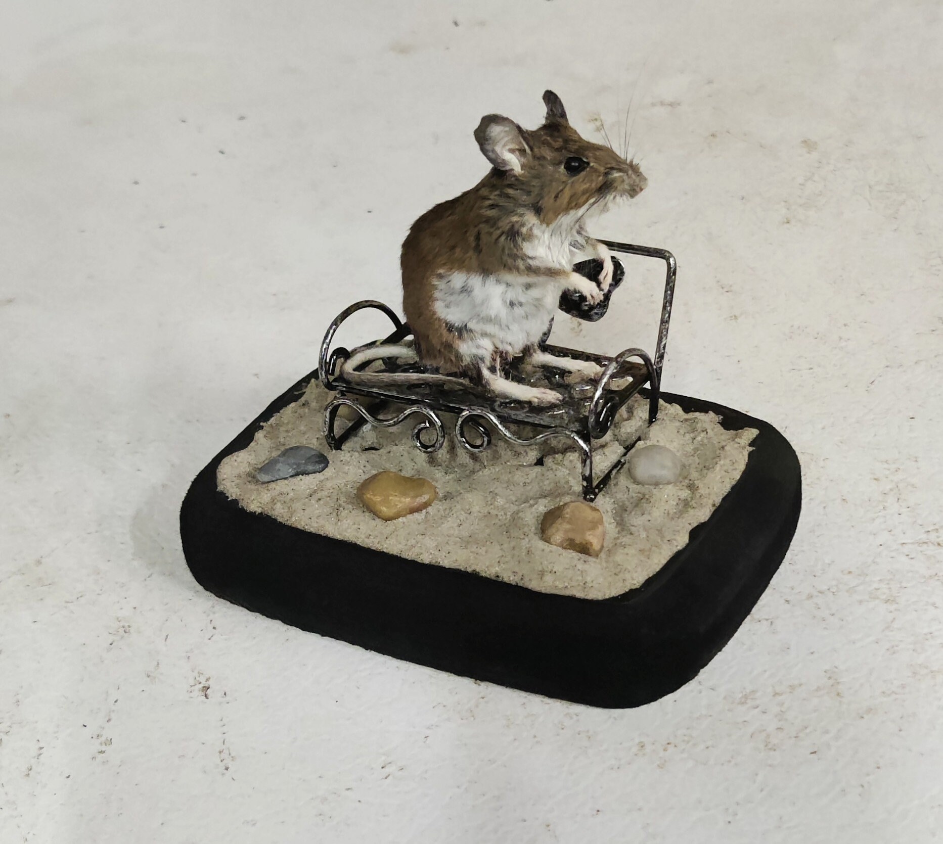 Real Mouse Freeze Dried Taxidermy Cabin Decor Outdoors Mount - Etsy
