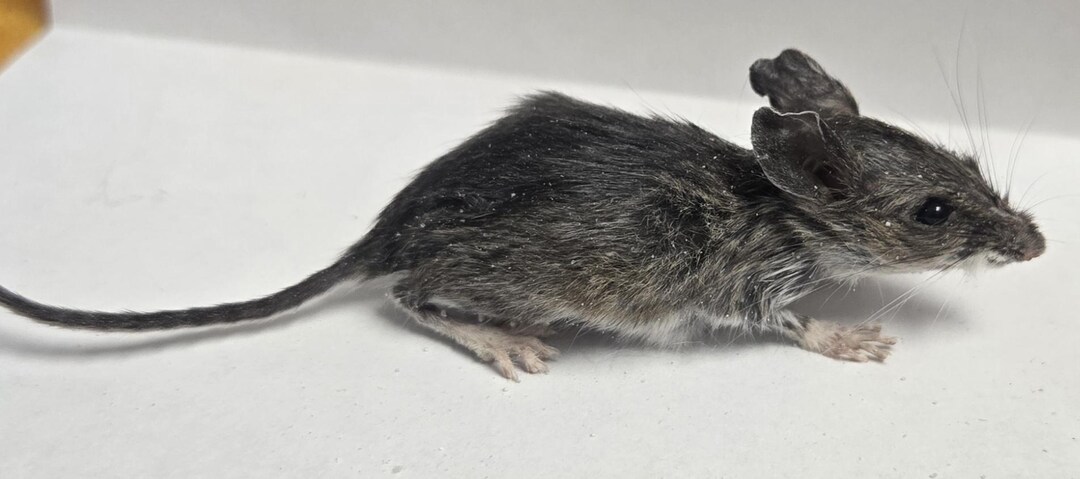 Mouse Freeze Dried Standing Taxidermy Prop Art Home Decor Halloween ...