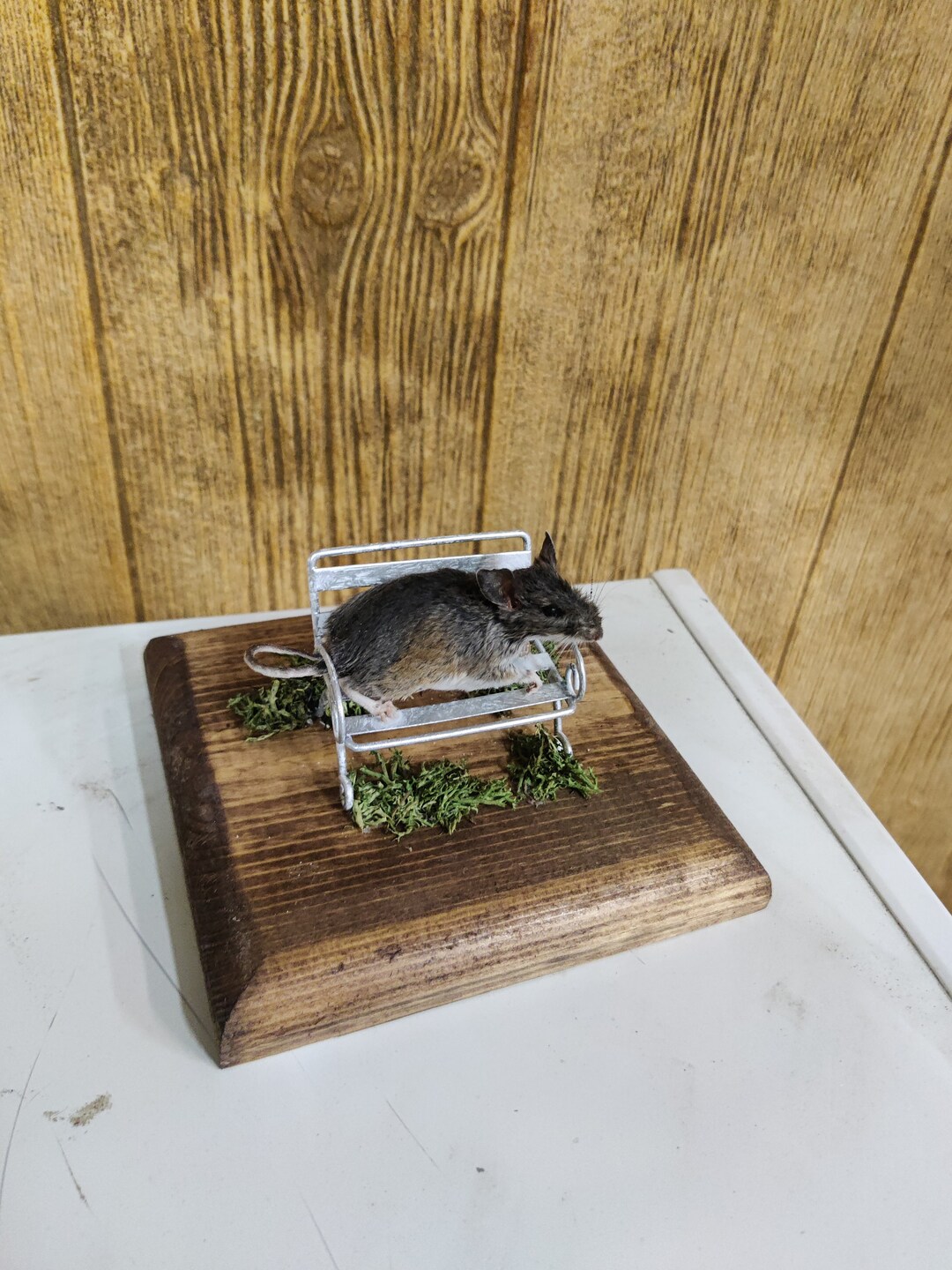 Mouse Taxidermy Freeze Dried Park Bench Cabin Decor Outdoors - Etsy