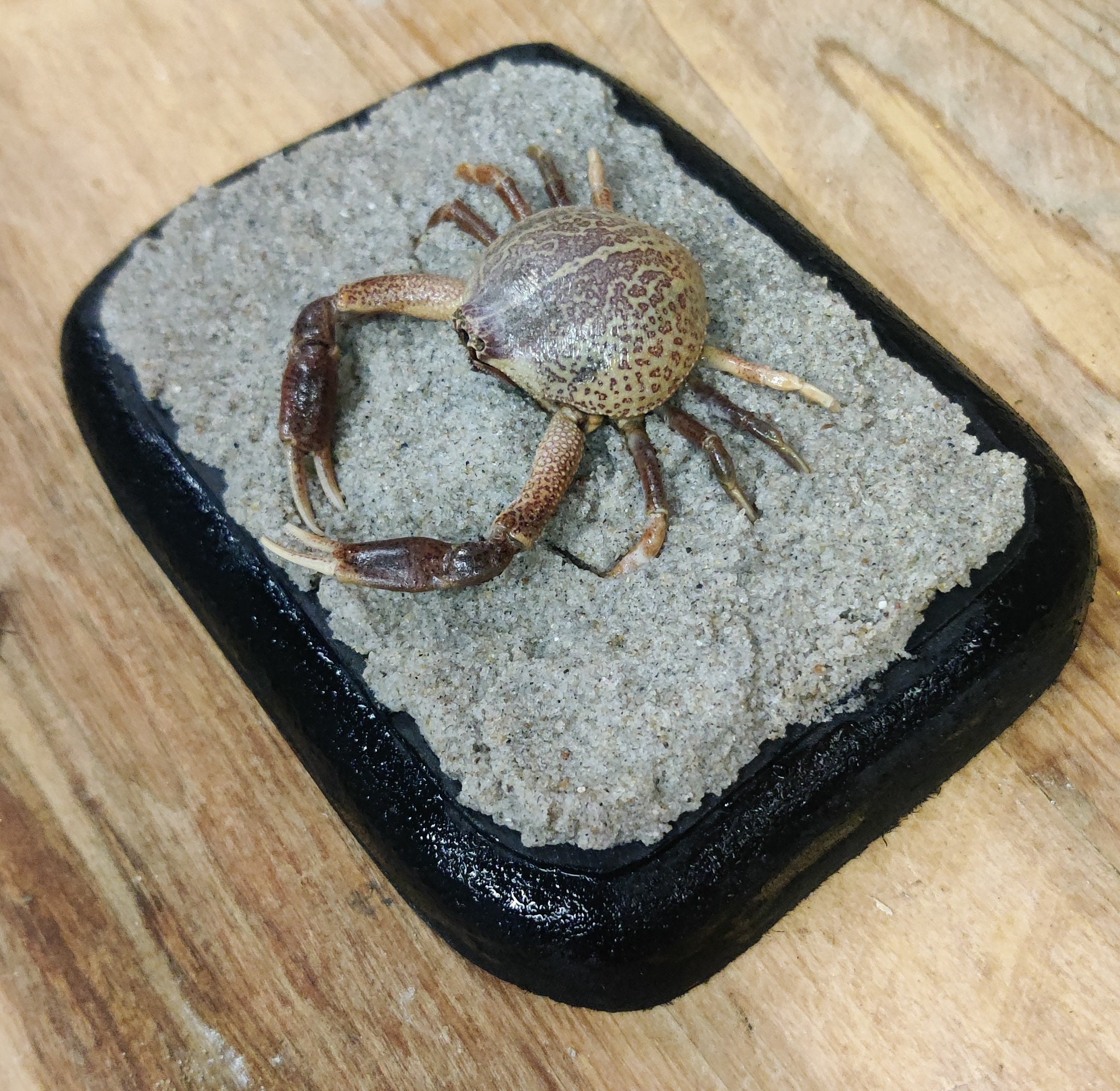 Mottled Purse Crab Taxidermy Fishing Mount Outdoors Decor Beach House ...
