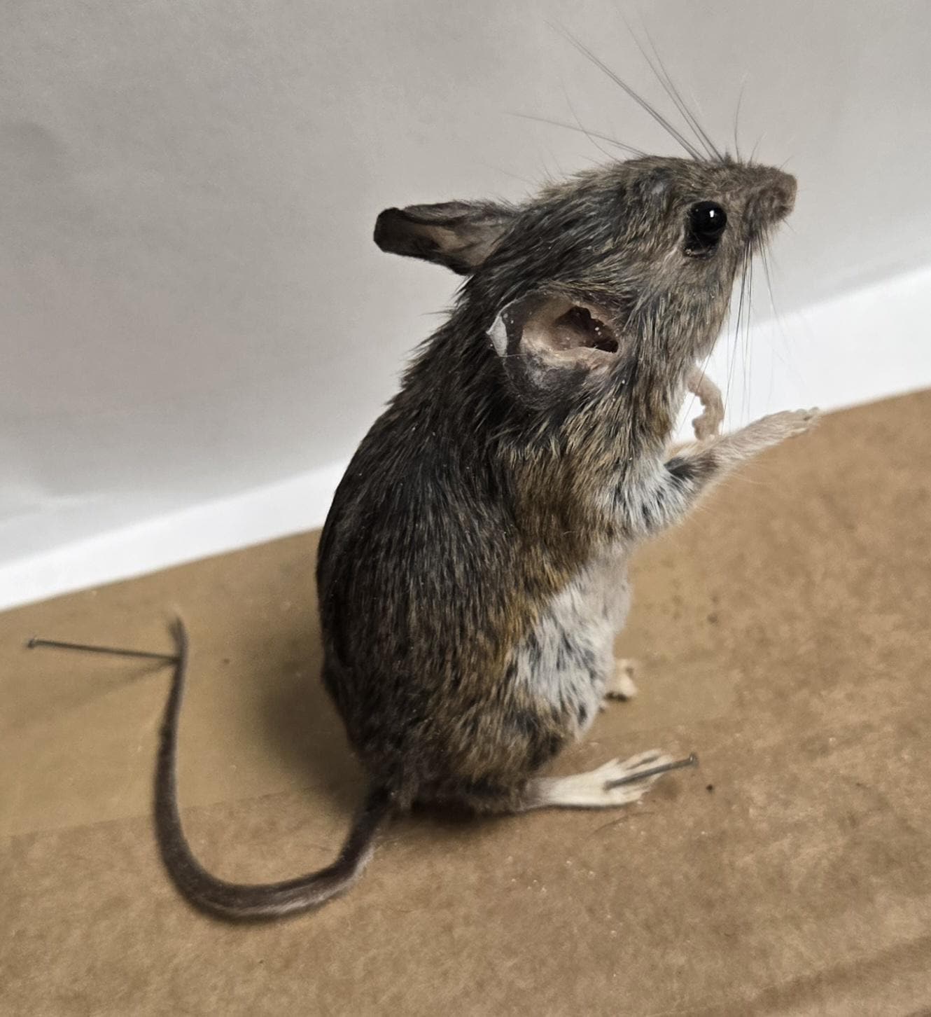 Mouse Freeze Dried Taxidermy Mount Rodent Production Prop Art Project ...