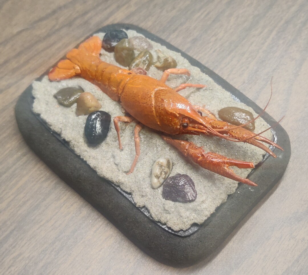 Crawfish Real Taxidermy Crayfish Freeze Dried Fishing Outdoors - Etsy