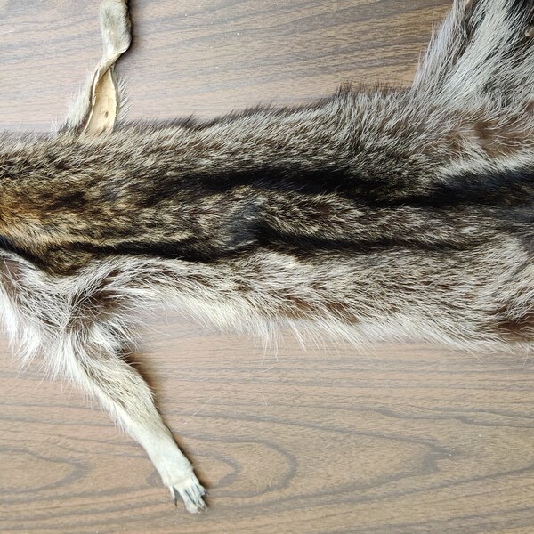 Raccoon Taxidermy - Etsy