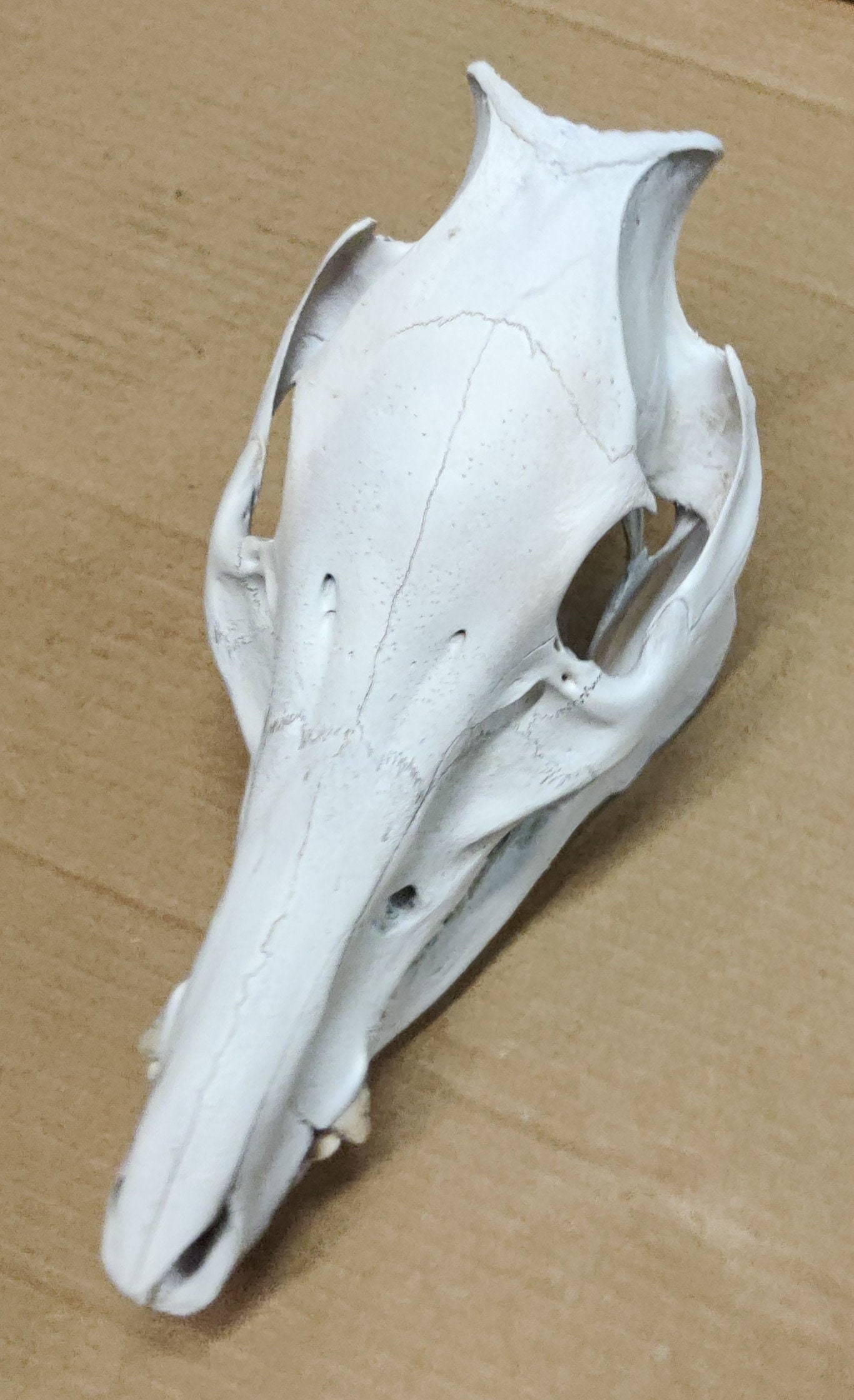 Hog Skull Wild Boar Taxidermy Trophy Room Cabin Outdoors Decor Pig ...