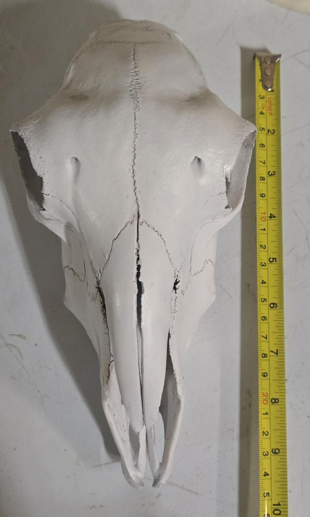 Calf Cleaned Skull Taxidermy Farm Animal Domestic Oddity Art Project ...